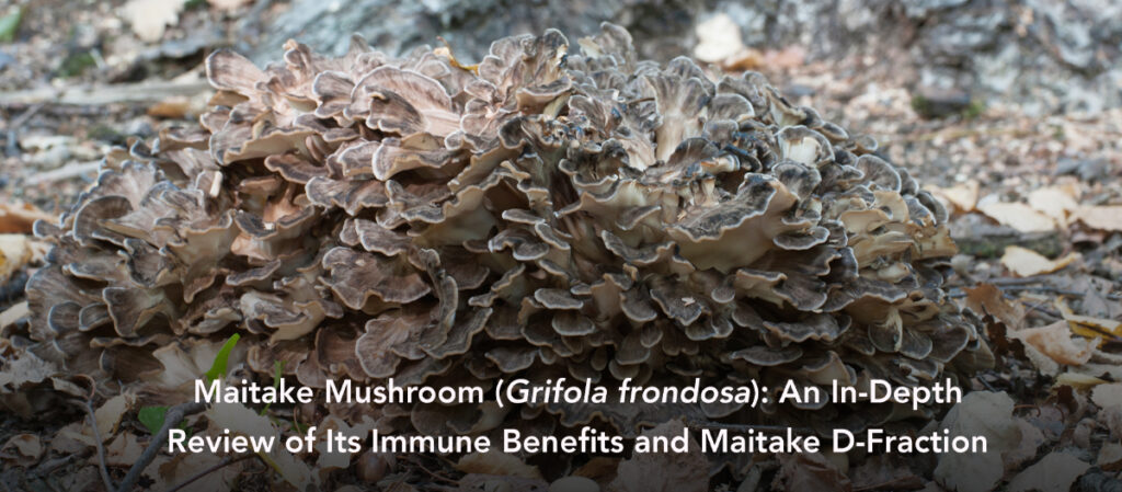 An In-Depth Review of Maitake's Immune Benefits - Radiant Health Project